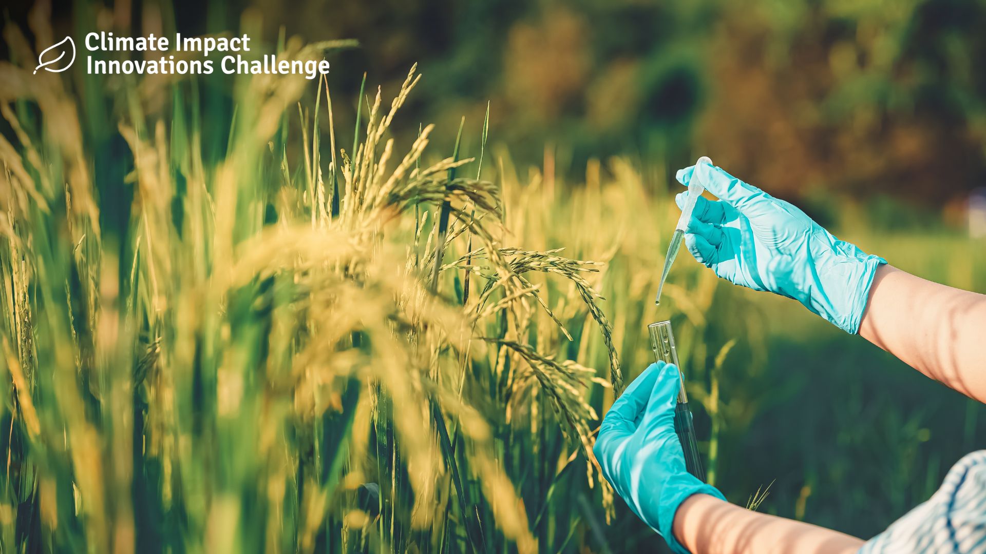 Combating the Asian Rice Crisis Through Sustainable Farming Innovation ...